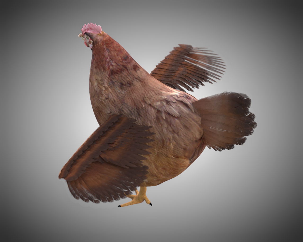 Chicken Hen Bird 3D Model by TurboCG | 3DOcean