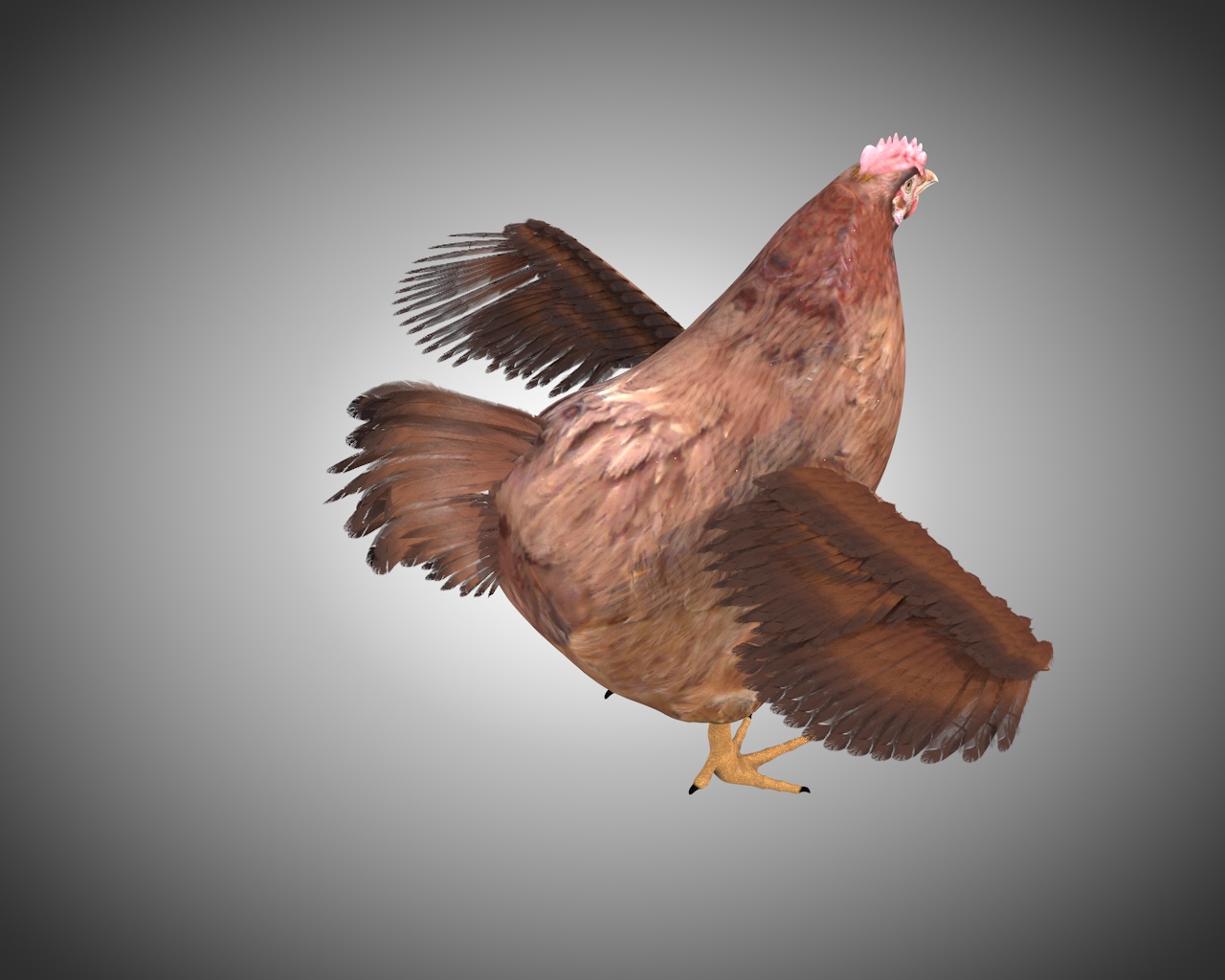 Chicken Hen Bird 3D Model by TurboCG | 3DOcean