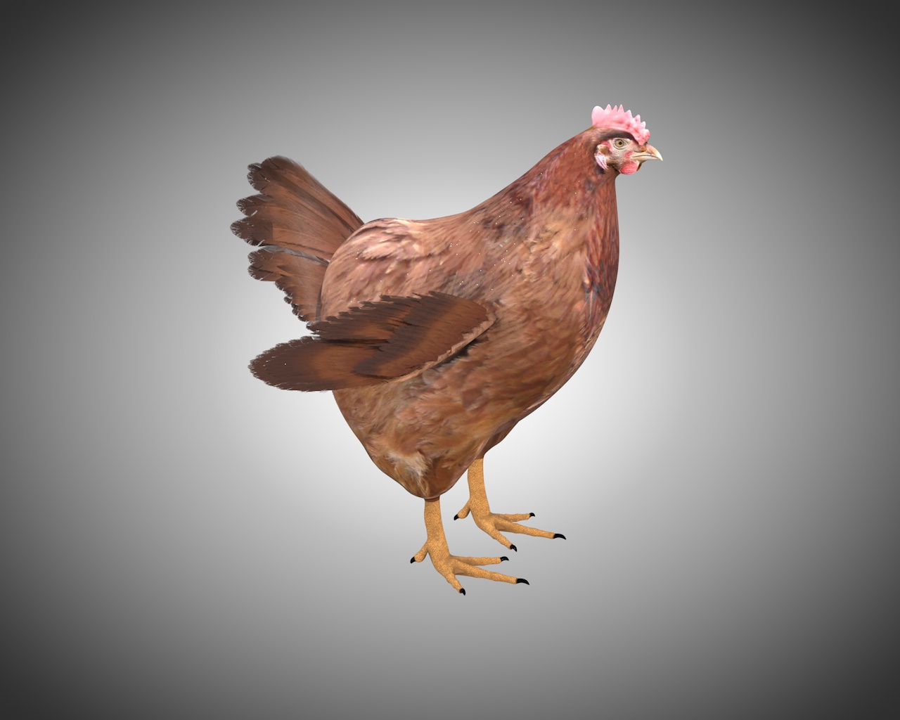 Chicken Hen Bird 3D Model by TurboCG | 3DOcean