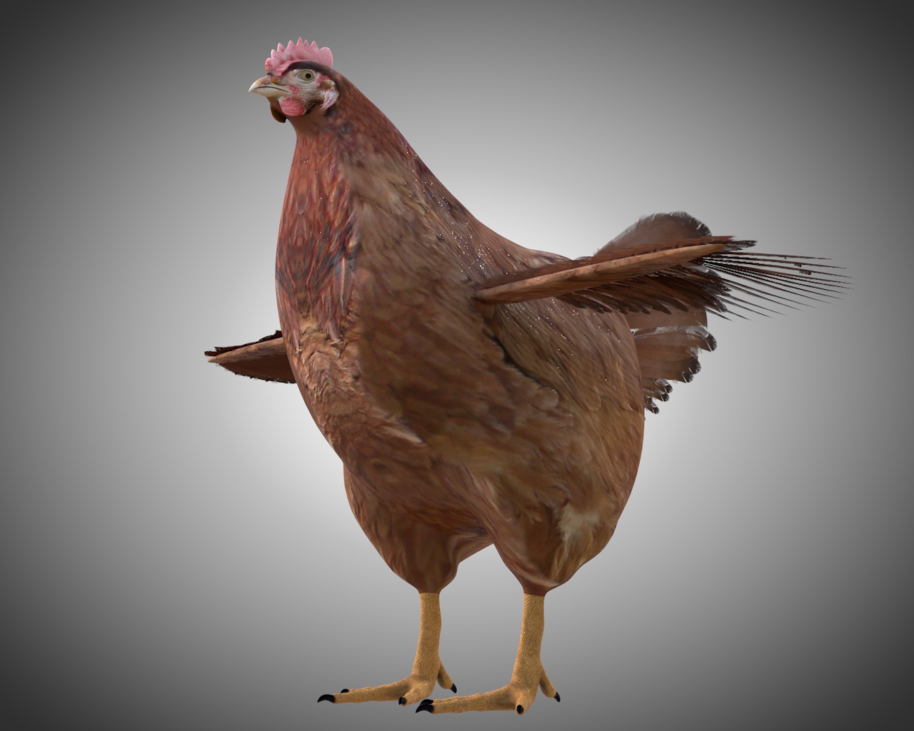 Chicken Hen Bird 3D Model by TurboCG | 3DOcean