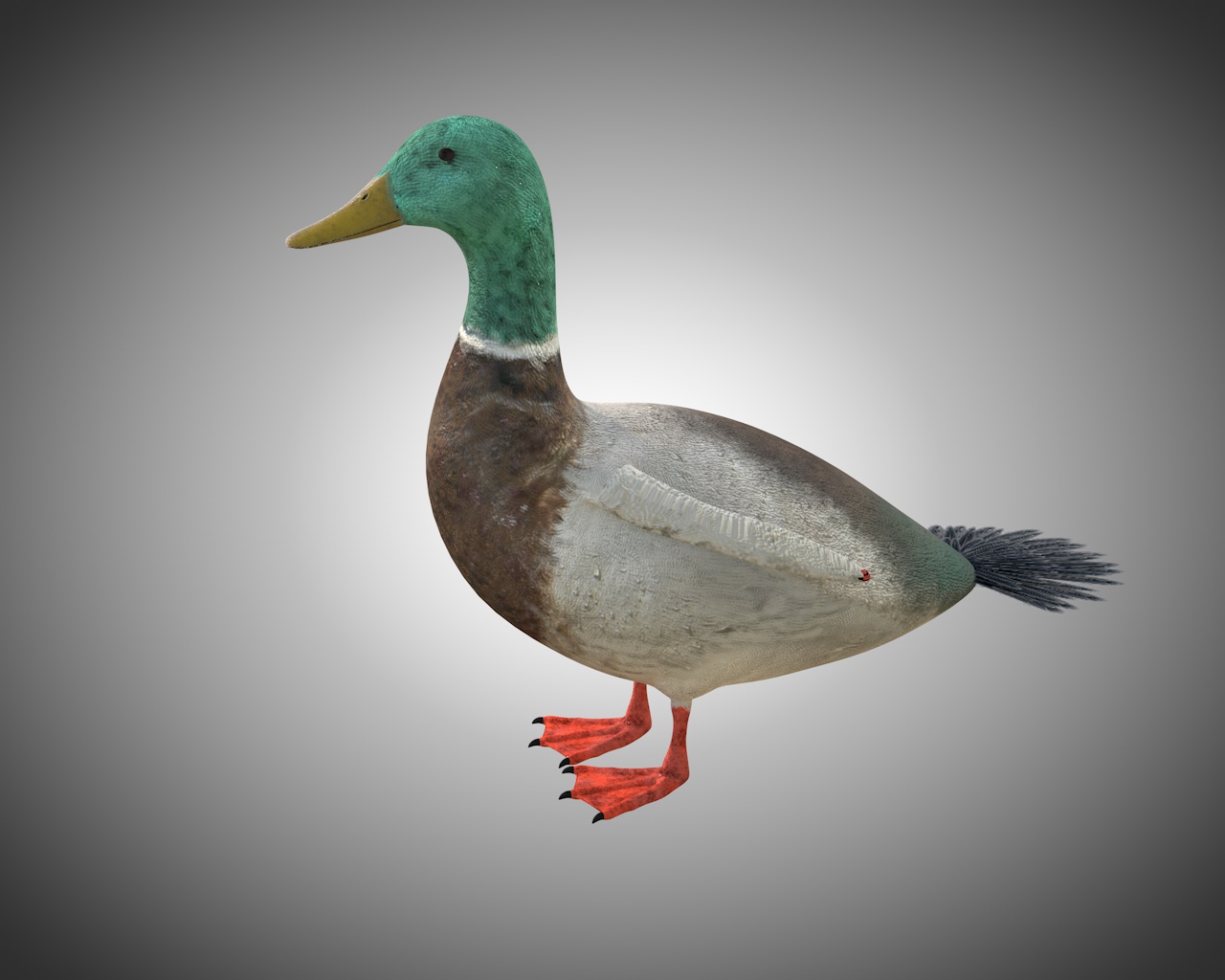 Duck birds 3d model by TurboCG | 3DOcean