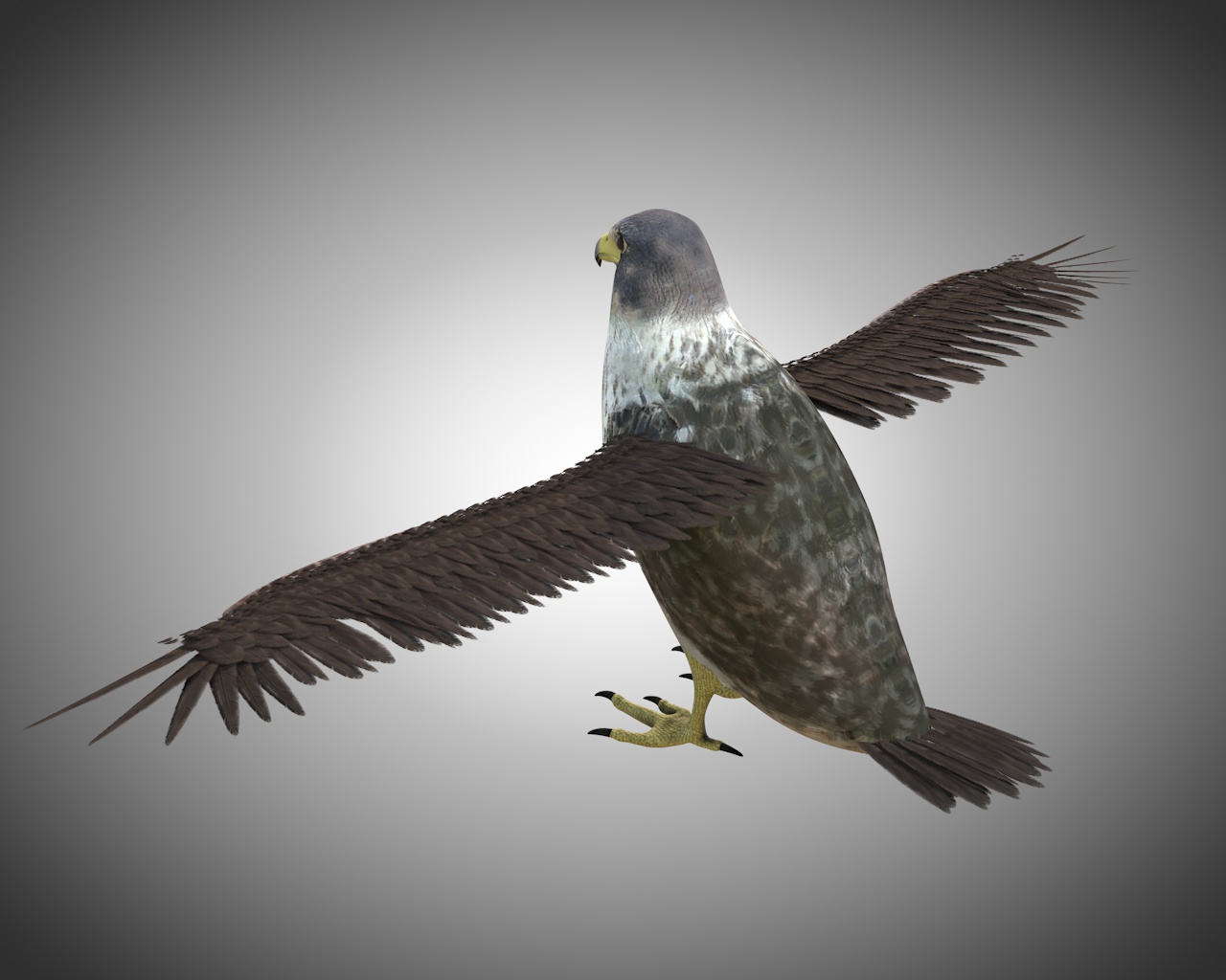 Falcon bird 3d model by TurboCG | 3DOcean