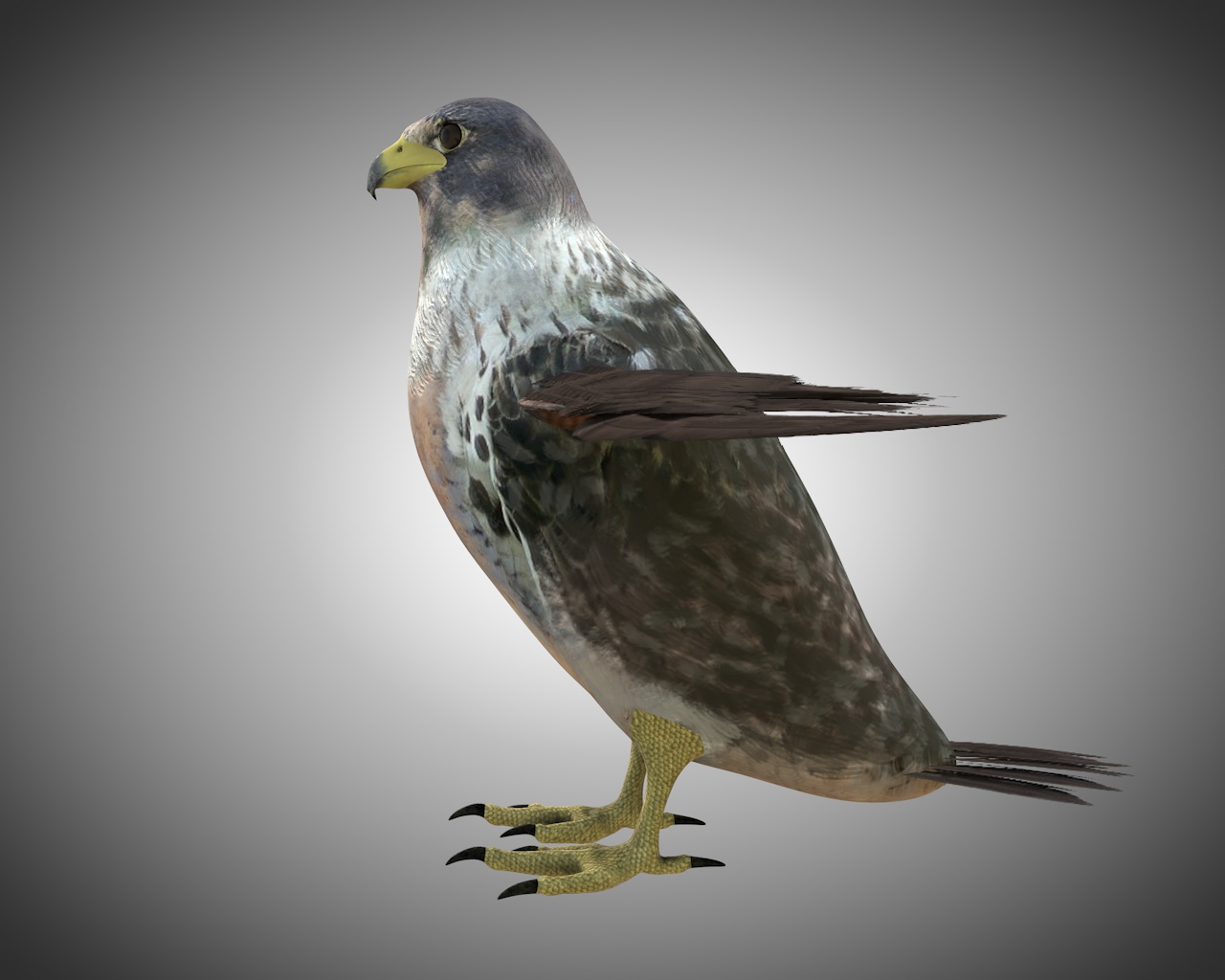 Falcon bird 3d model by TurboCG | 3DOcean