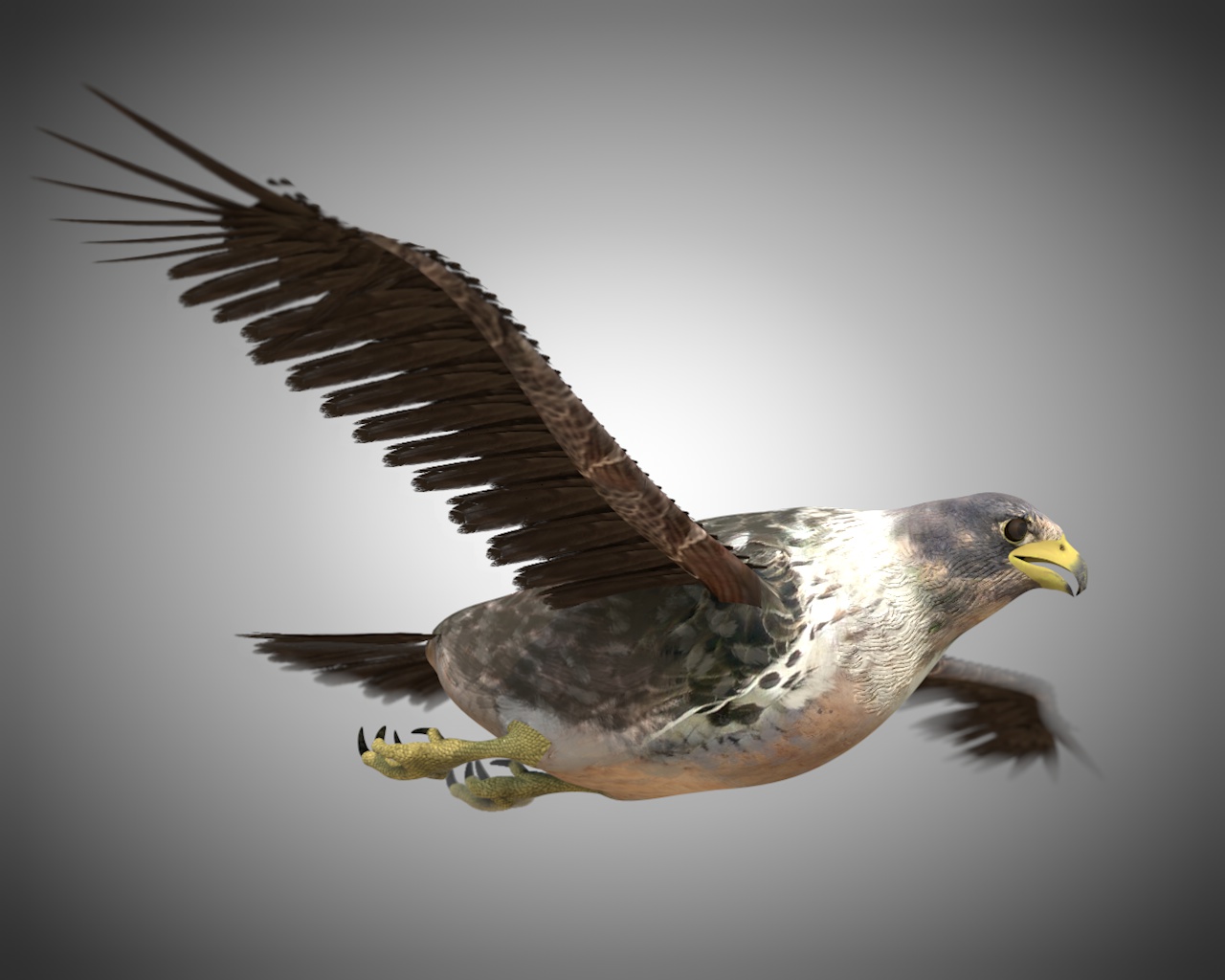 Falcon bird 3d model by TurboCG | 3DOcean