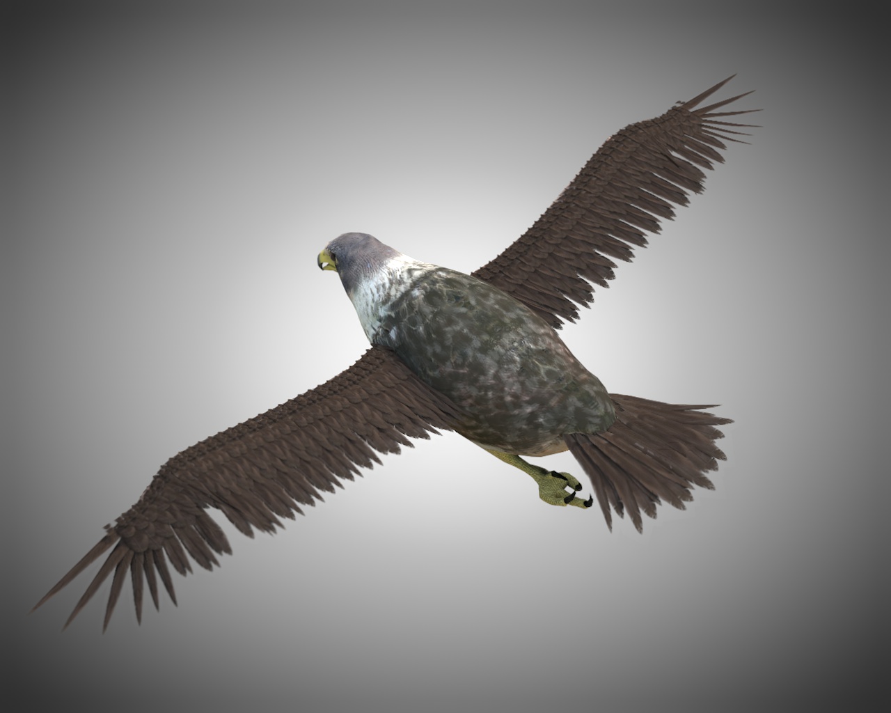 Falcon bird 3d model by TurboCG | 3DOcean