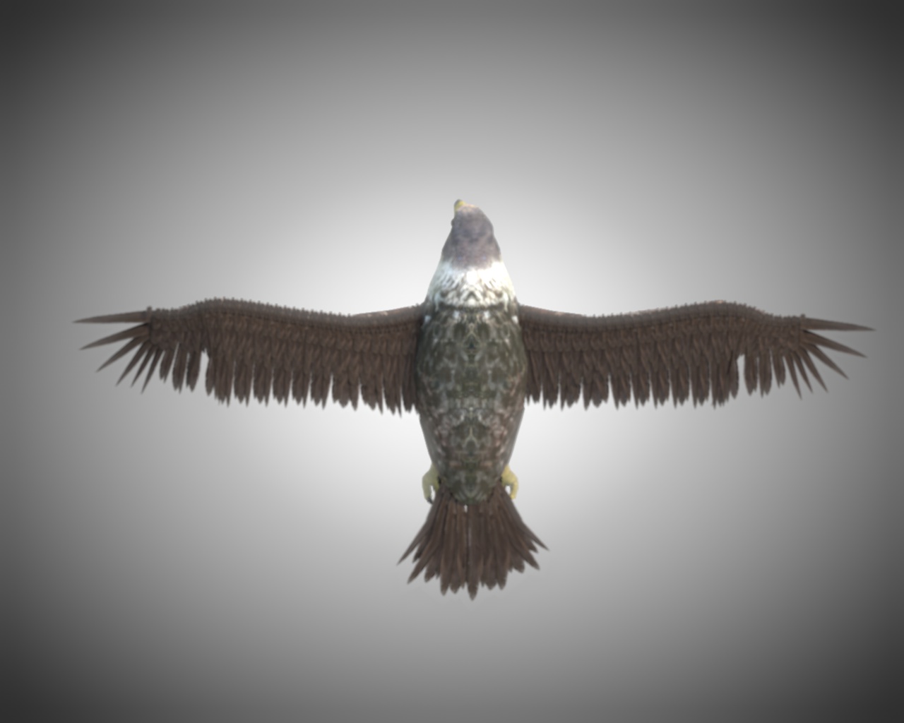 Falcon bird 3d model by TurboCG | 3DOcean