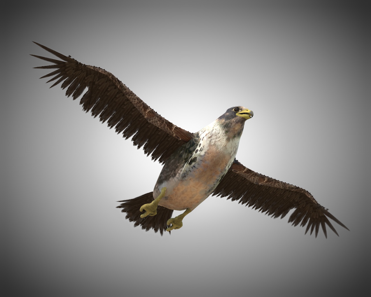 Falcon bird 3d model by TurboCG | 3DOcean