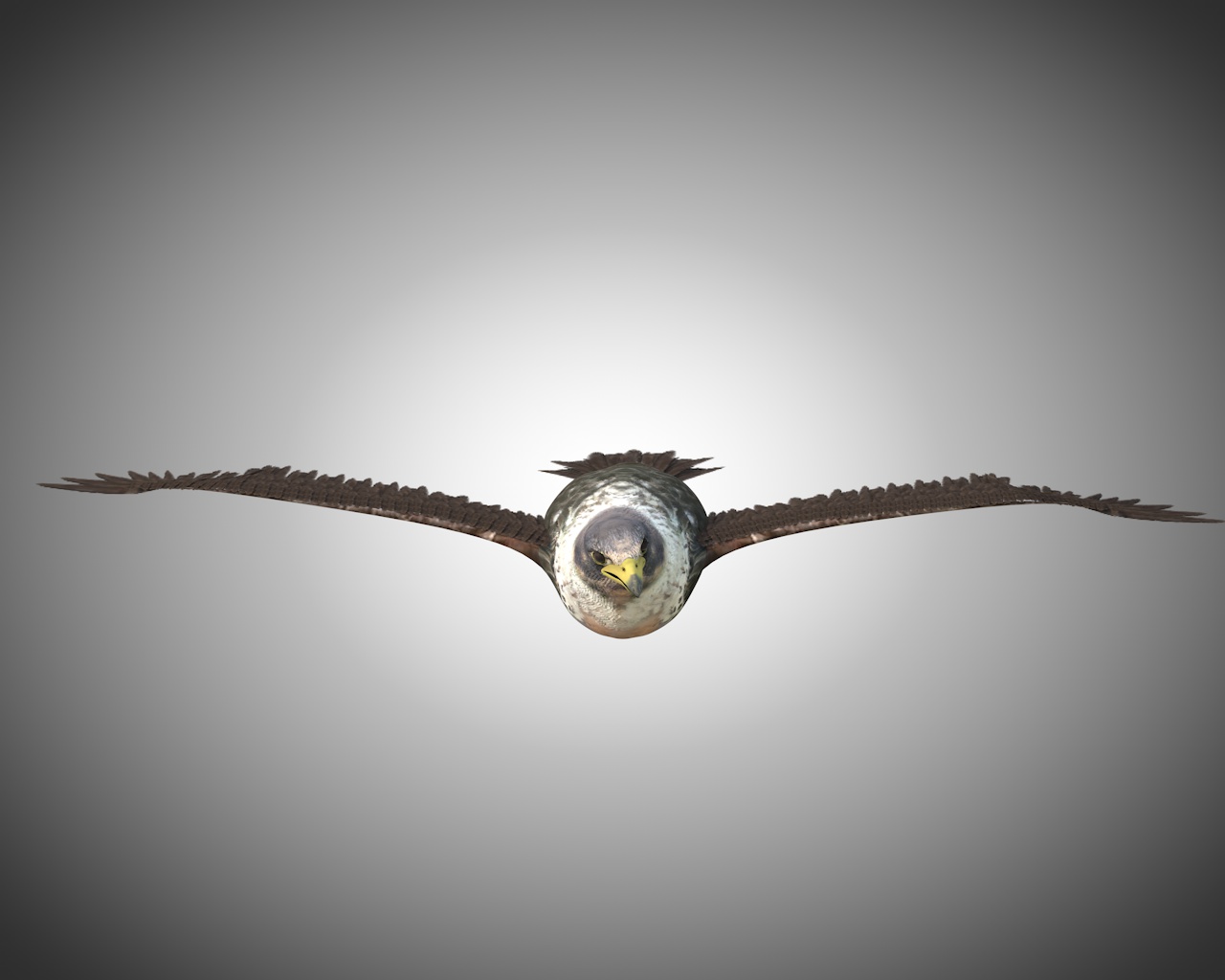 Falcon bird 3d model by TurboCG | 3DOcean