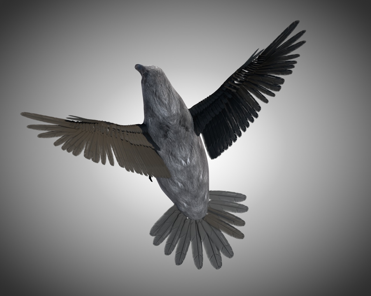 Raven bird 3d model by TurboCG | 3DOcean