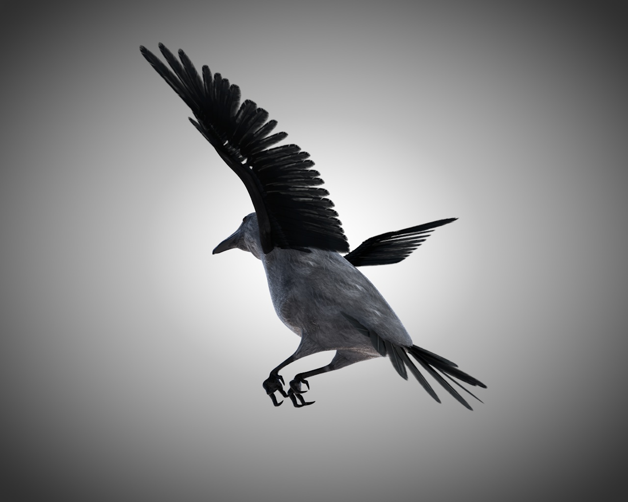 Raven bird 3d model by TurboCG | 3DOcean