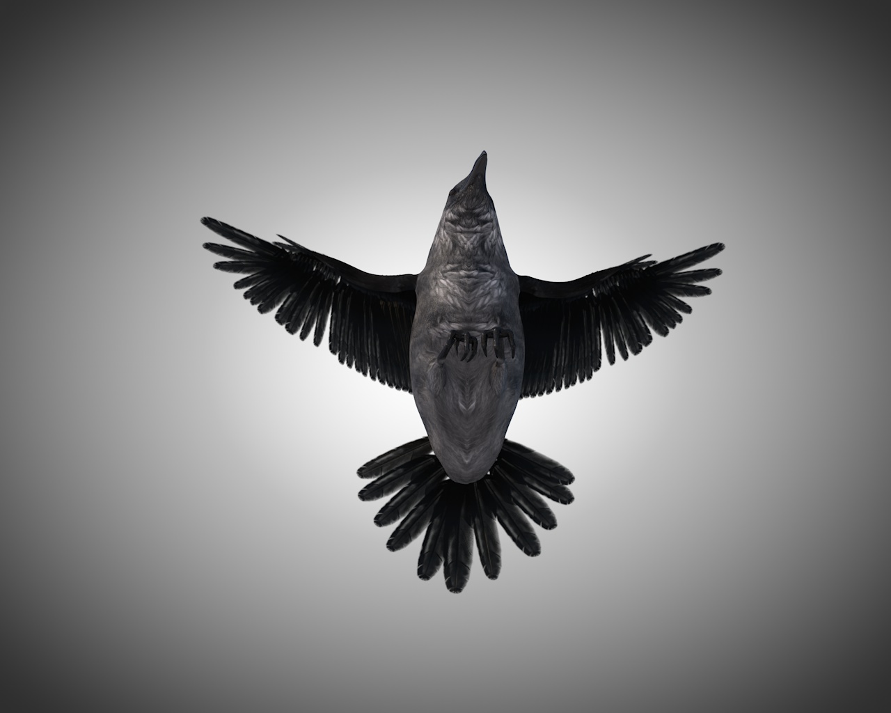Raven bird 3d model by TurboCG | 3DOcean