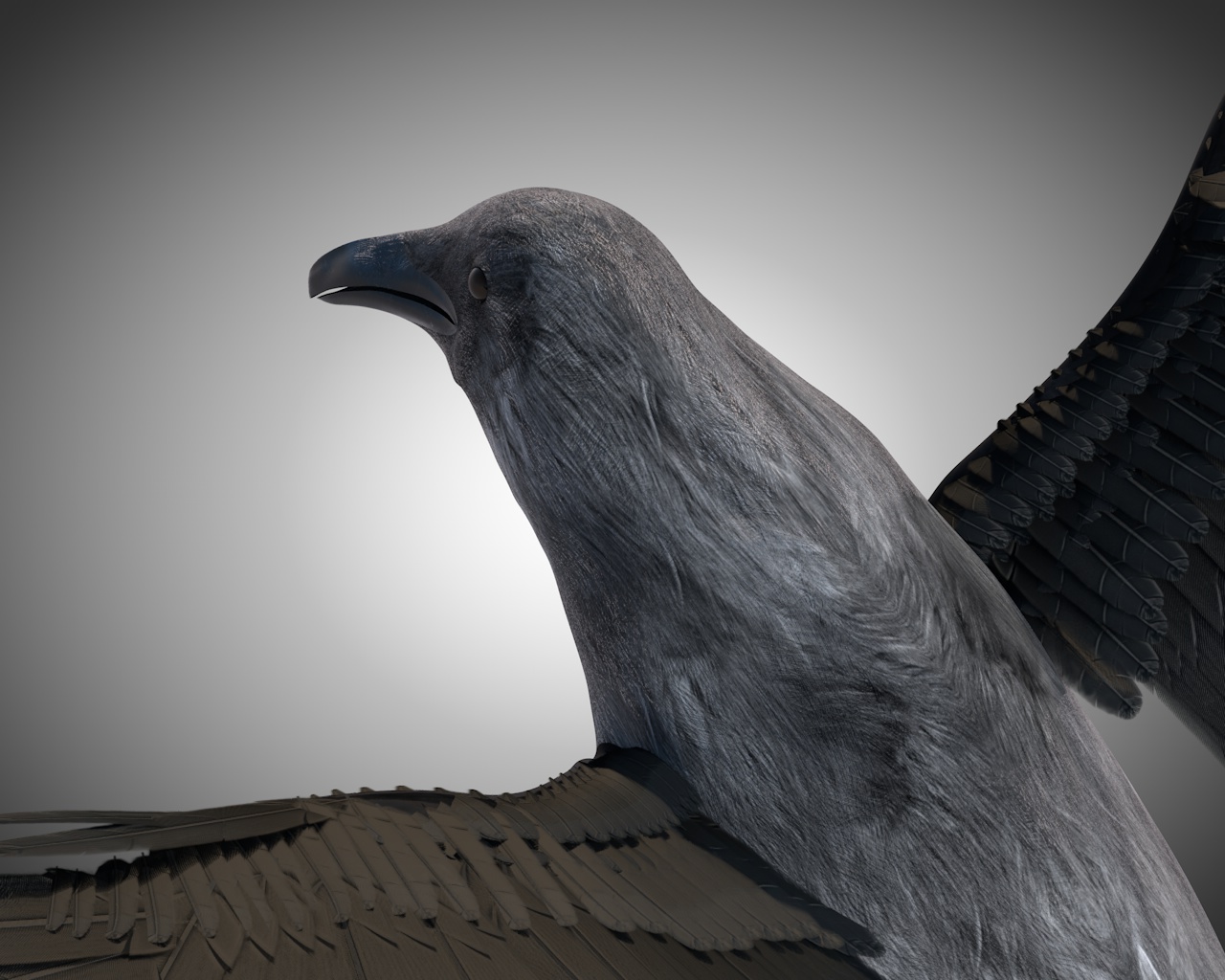 Raven bird 3d model by TurboCG | 3DOcean
