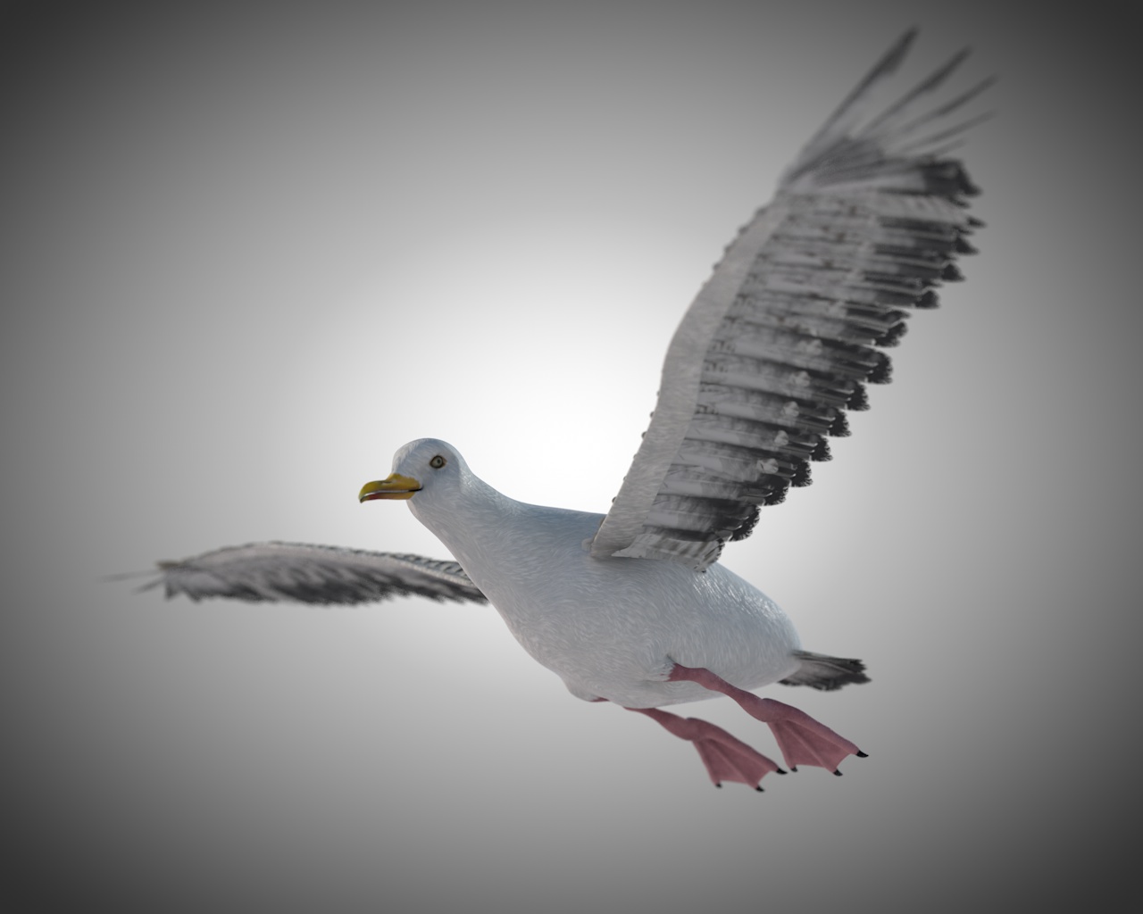 Seagull bird 3d model by TurboCG | 3DOcean