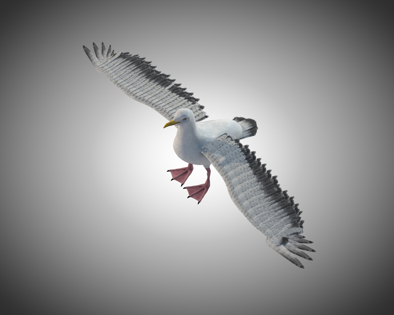 Seagull bird 3d model by TurboCG | 3DOcean