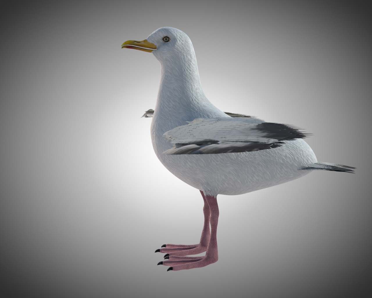 Seagull bird 3d model by TurboCG | 3DOcean