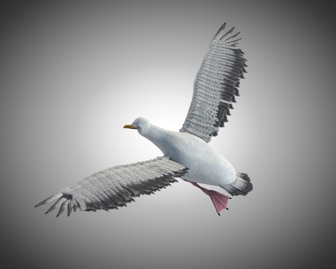 Seagull bird 3d model by TurboCG | 3DOcean