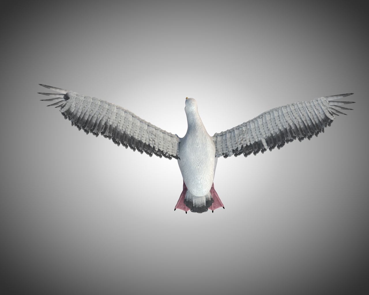 Seagull bird 3d model by TurboCG | 3DOcean