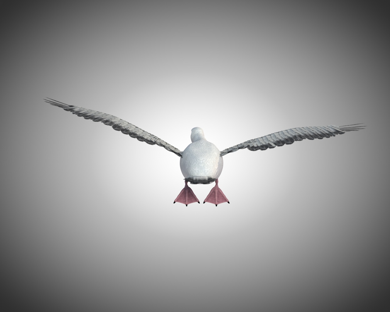 Seagull bird 3d model by TurboCG | 3DOcean