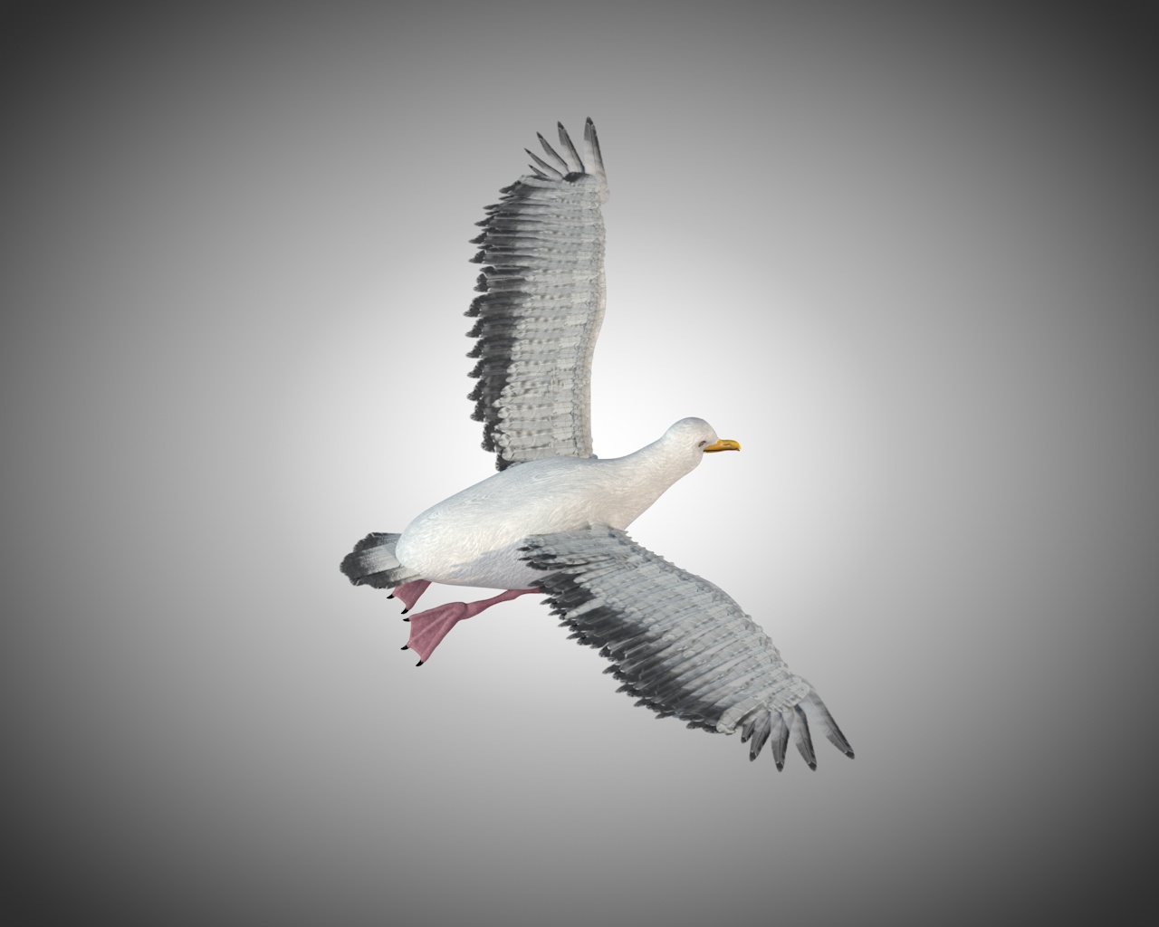 Seagull bird 3d model by TurboCG | 3DOcean