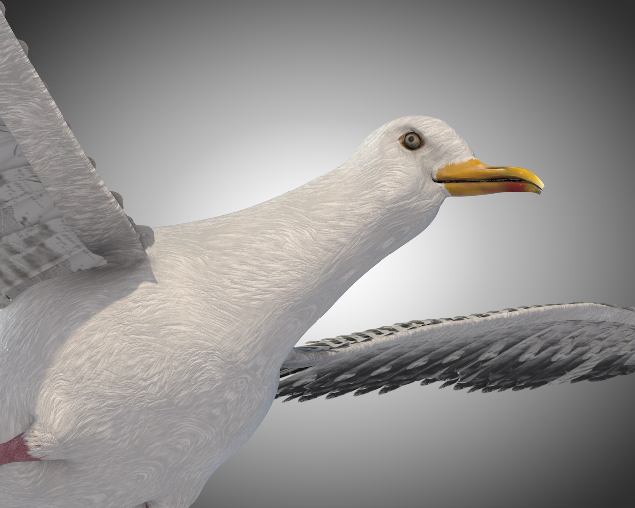 Seagull bird 3d model by TurboCG | 3DOcean