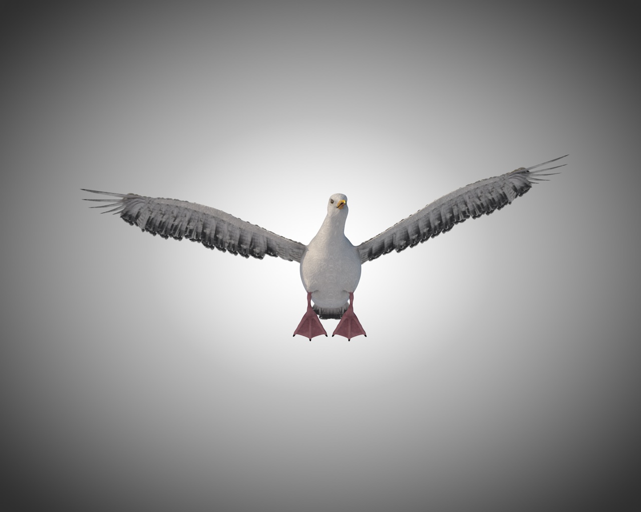 Seagull bird 3d model by TurboCG | 3DOcean