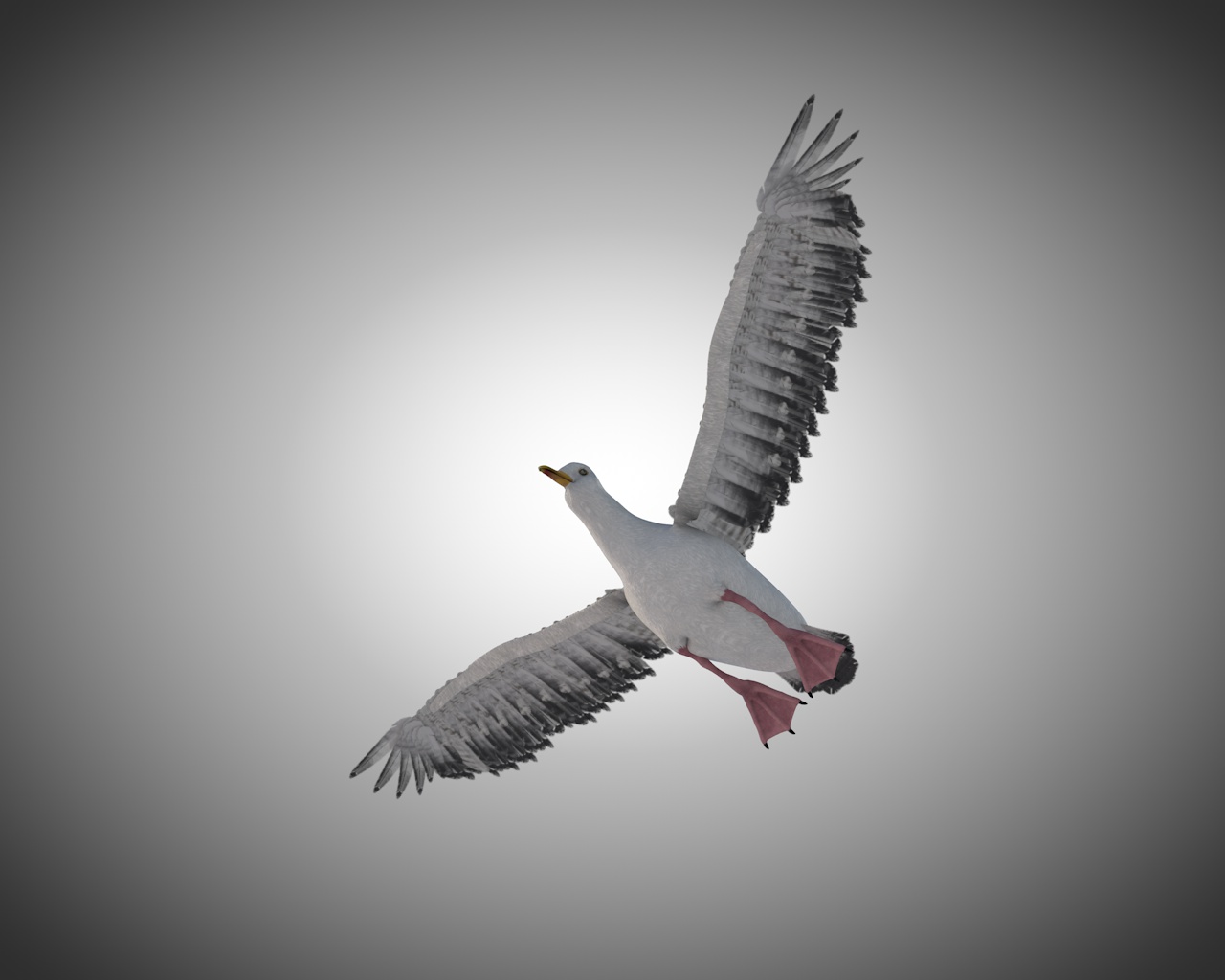 Seagull bird 3d model by TurboCG | 3DOcean