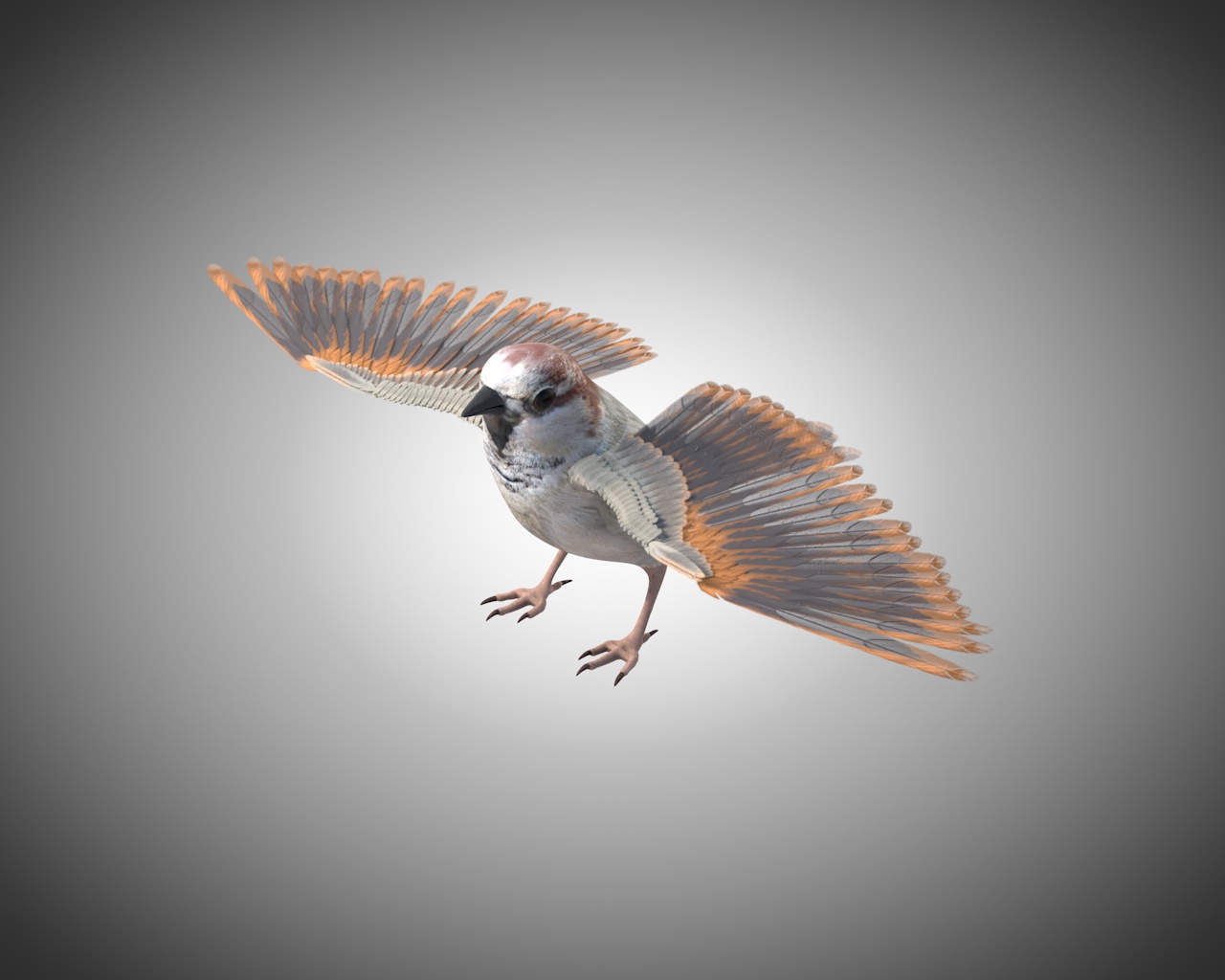Sparrow bird 3d model by TurboCG | 3DOcean