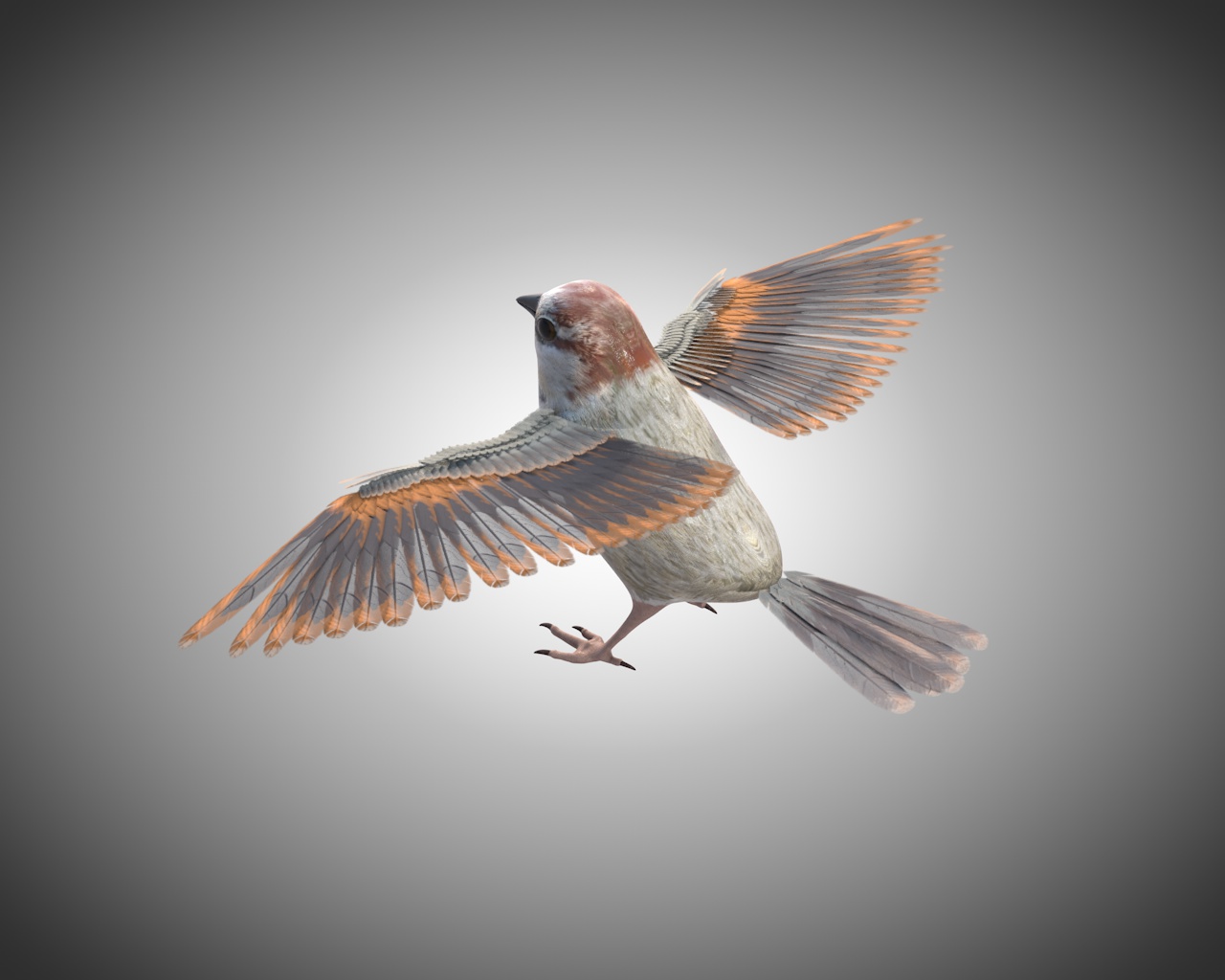 Sparrow bird 3d model by TurboCG | 3DOcean