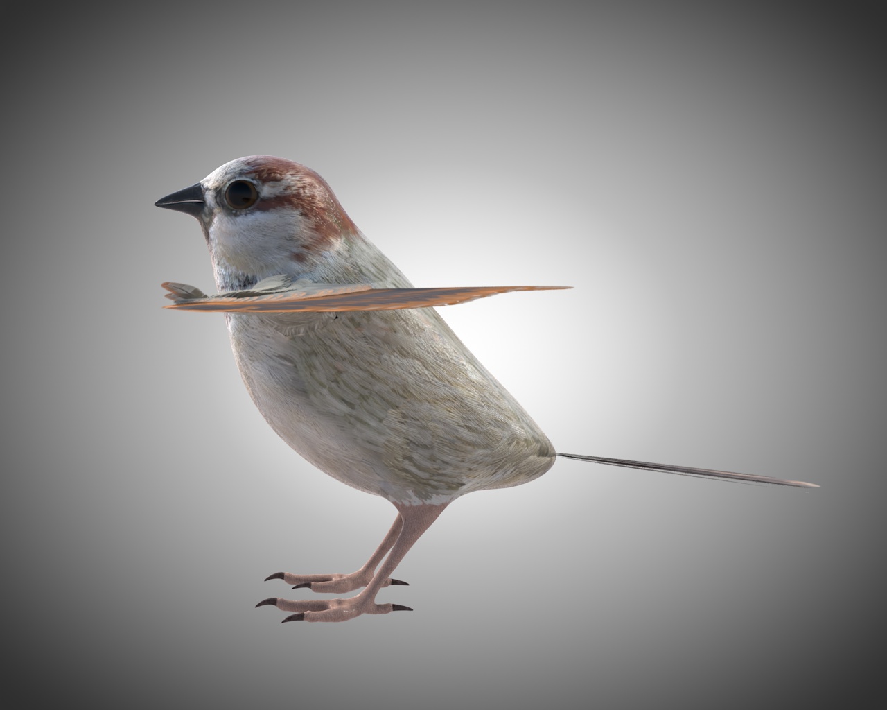 Sparrow bird 3d model by TurboCG | 3DOcean