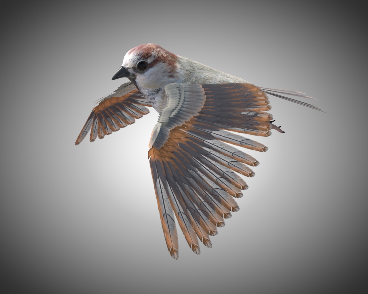 Sparrow bird 3d model by TurboCG | 3DOcean