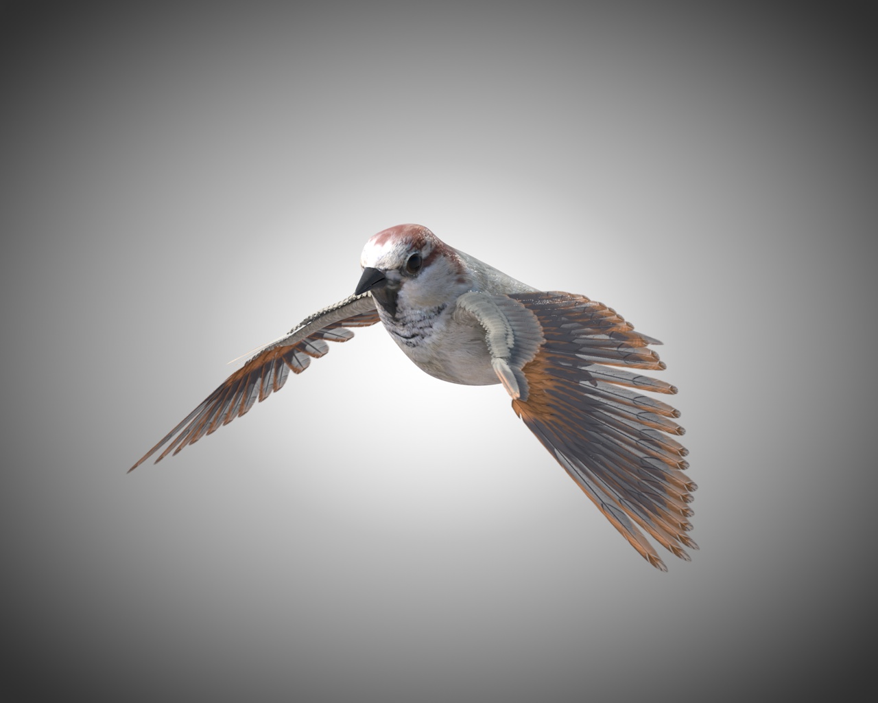Sparrow bird 3d model by TurboCG | 3DOcean