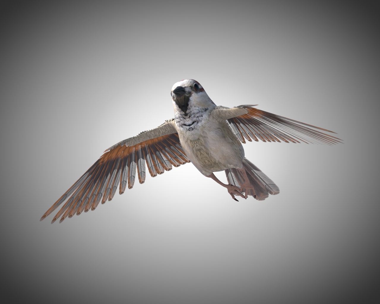 Sparrow bird 3d model by TurboCG | 3DOcean