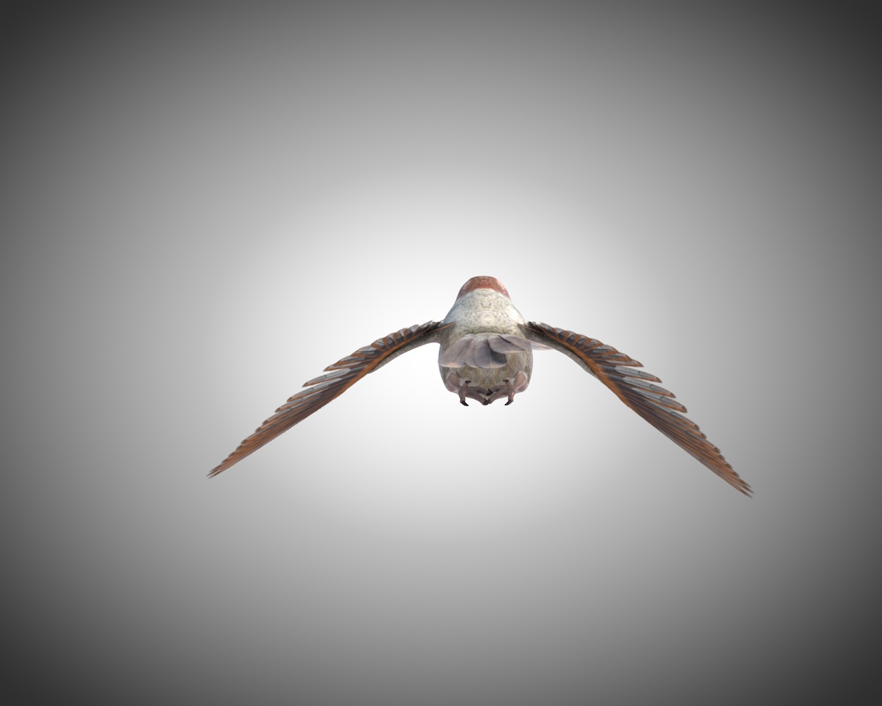 Sparrow bird 3d model by TurboCG | 3DOcean