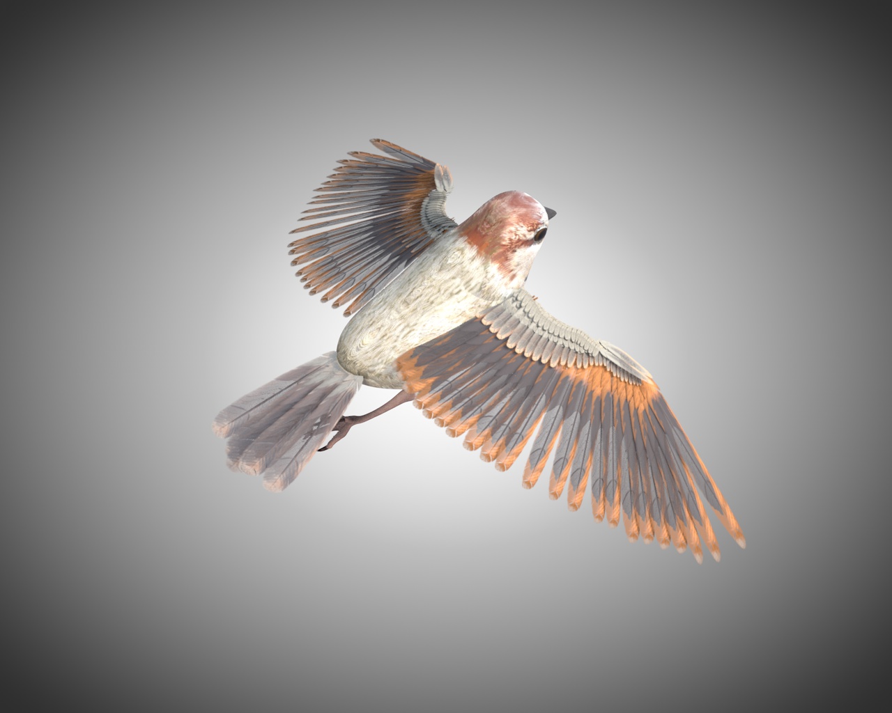 Sparrow bird 3d model by TurboCG | 3DOcean
