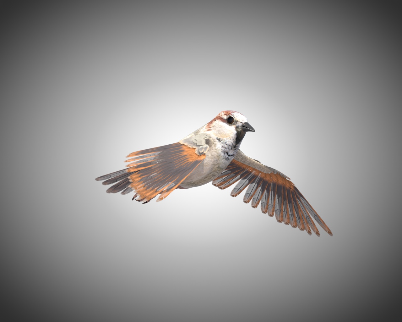 Sparrow bird 3d model by TurboCG | 3DOcean