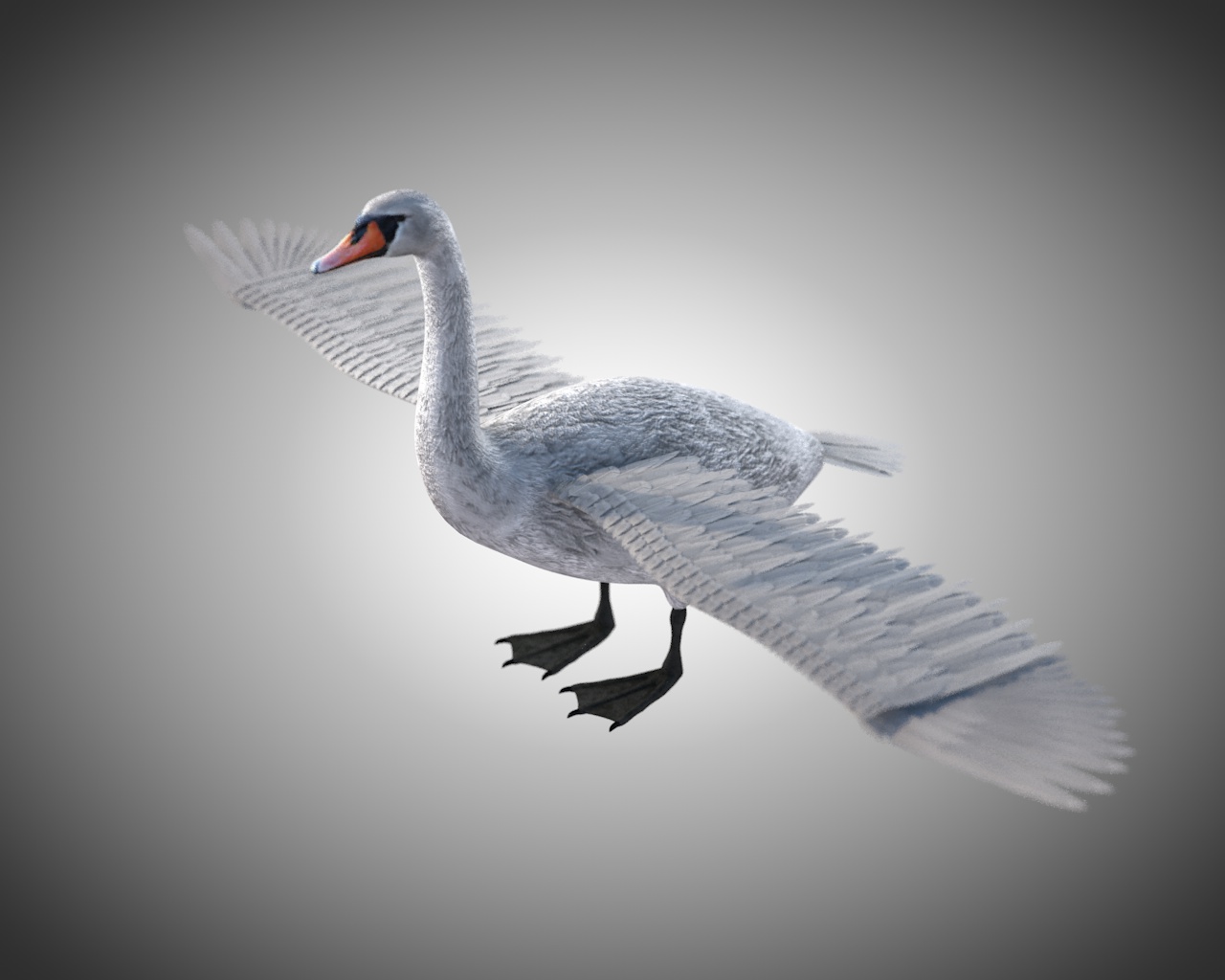 Swan bird 3d model by TurboCG | 3DOcean