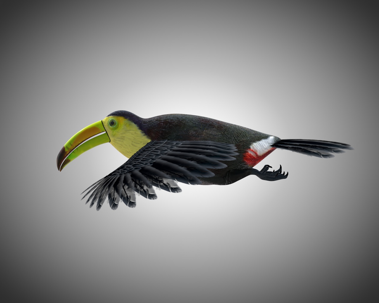 Toucan bird 3d model by TurboCG | 3DOcean