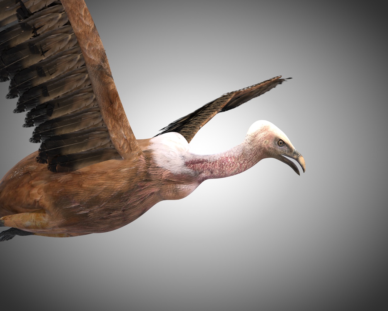 Vulture bird 3d model by TurboCG | 3DOcean