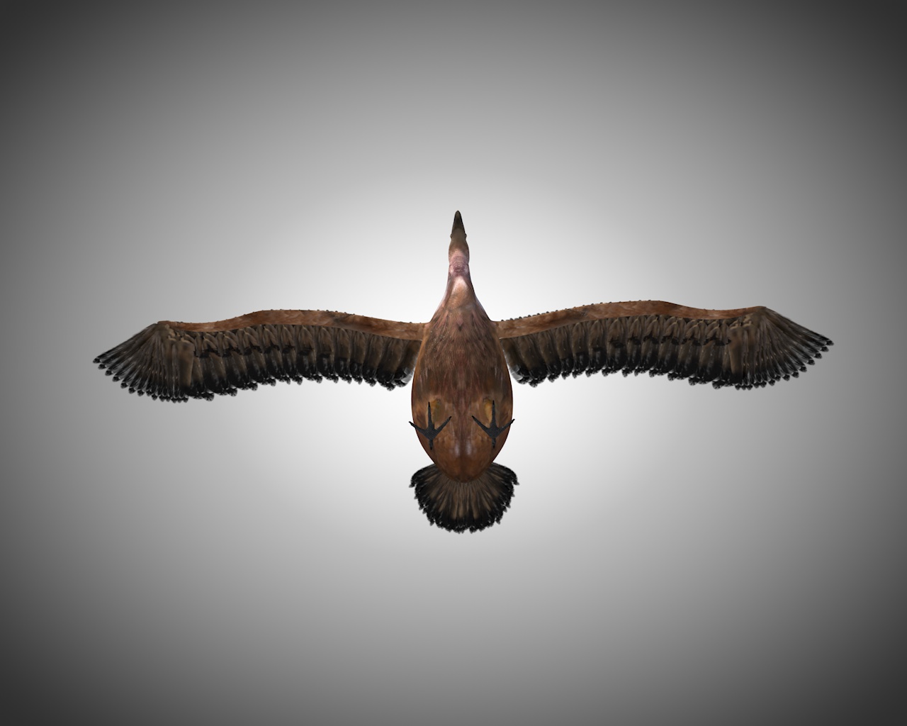 Vulture bird 3d model by TurboCG | 3DOcean