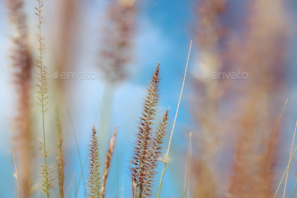 Reed grass background Stock Photo by Garakta-Studio | PhotoDune