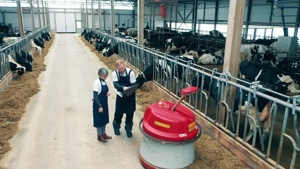 Robotic Feed Pusher is Being Operated By Cowshed Workers, Stock Footage