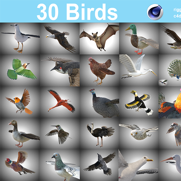 30 Birds collection 3d model by TurboCG | 3DOcean