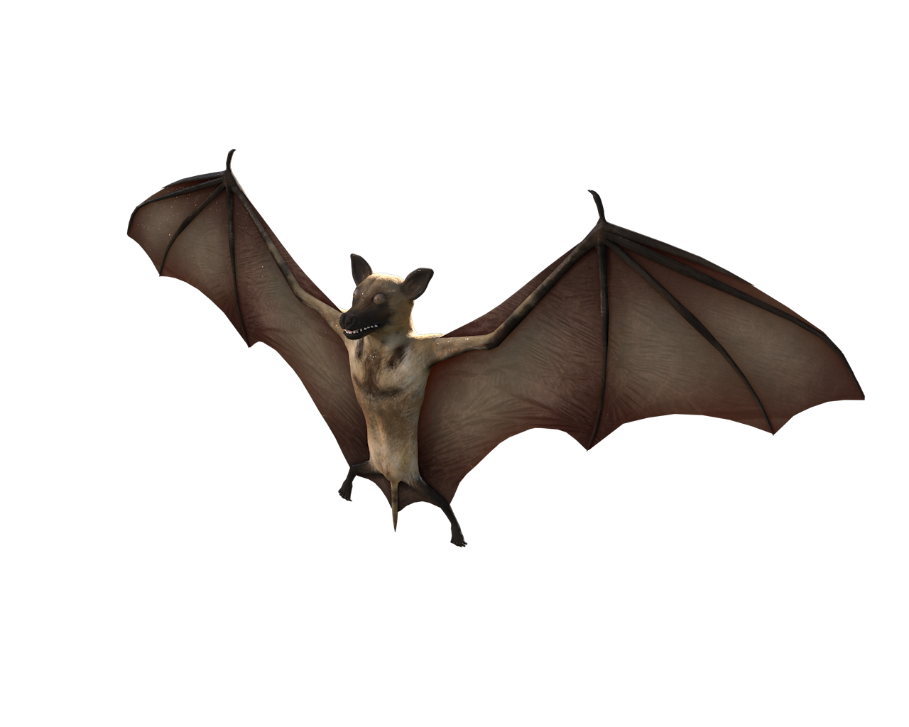 30 Birds collection 3d model by TurboCG | 3DOcean