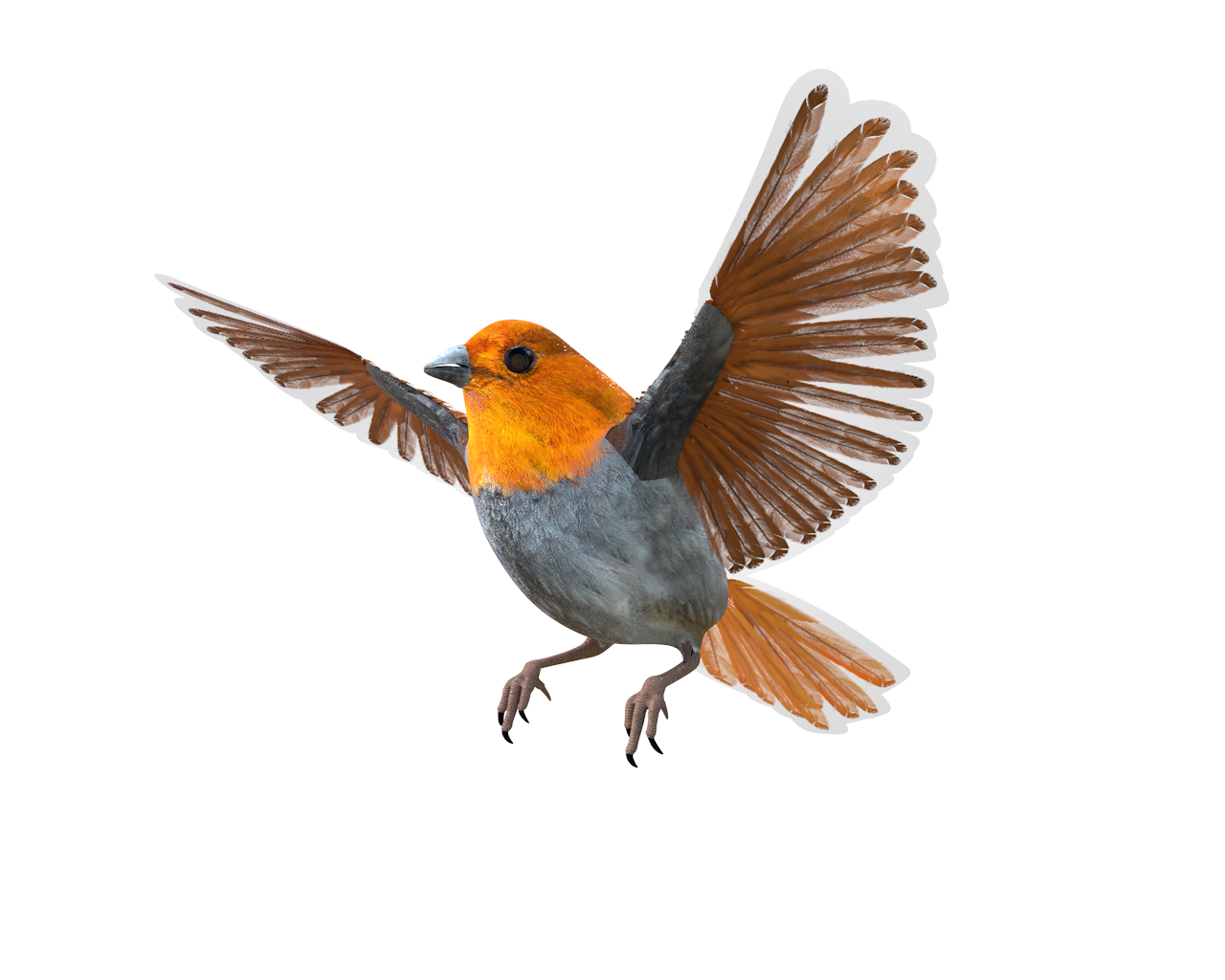 30 Birds collection 3d model by TurboCG | 3DOcean