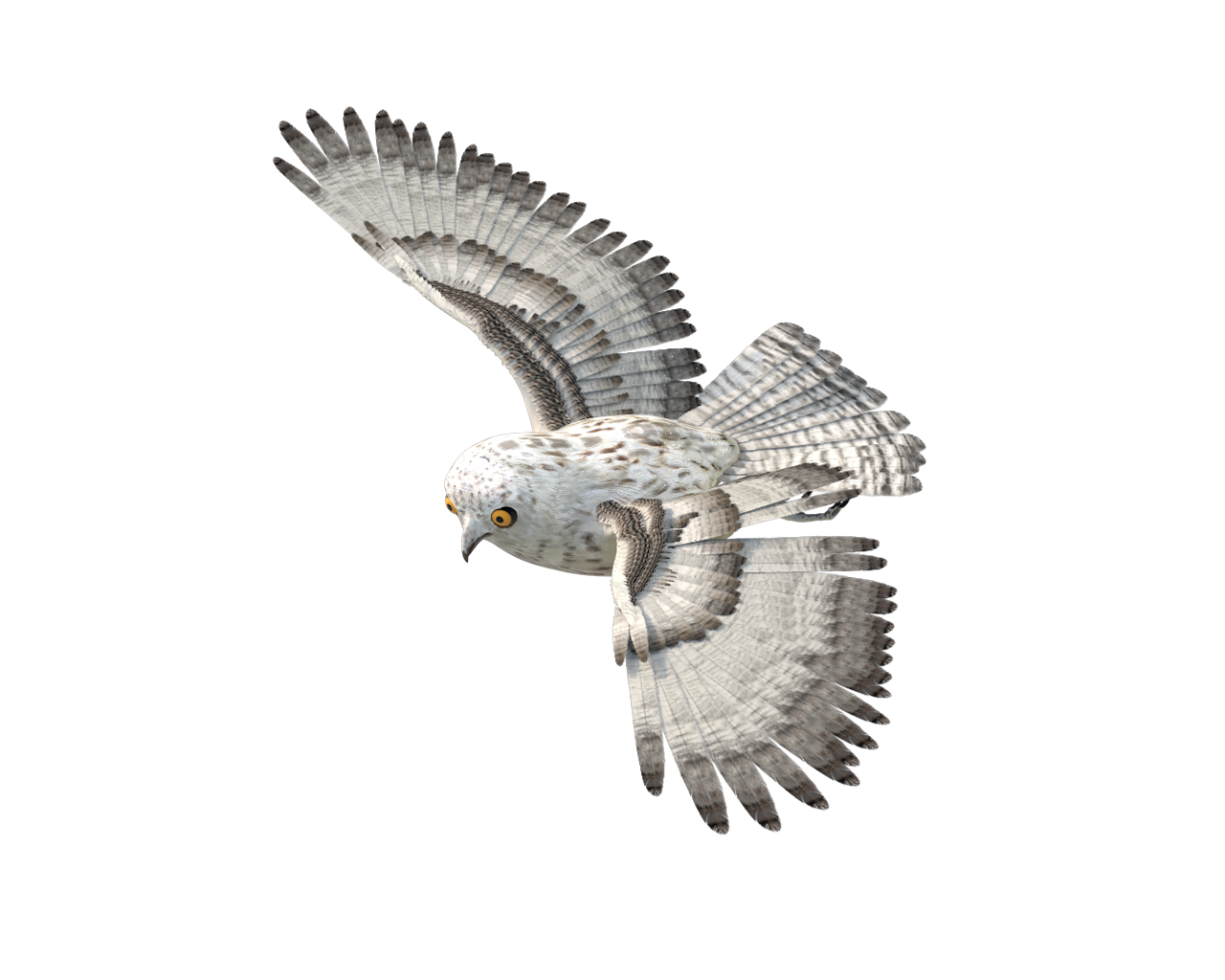 30 Birds collection 3d model by TurboCG | 3DOcean