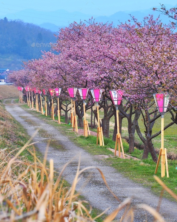 Pink cherry blossom trees beside a pathway Stock Photo by scopioimages