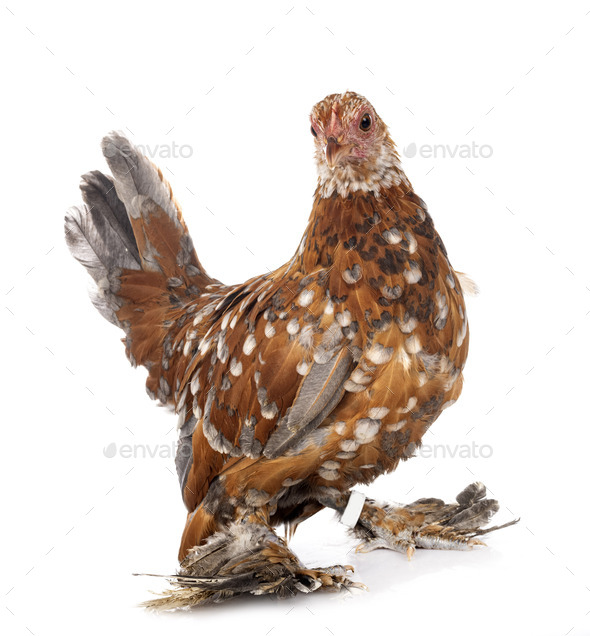 Booted Bantam in studio Stock Photo by cynoclub | PhotoDune