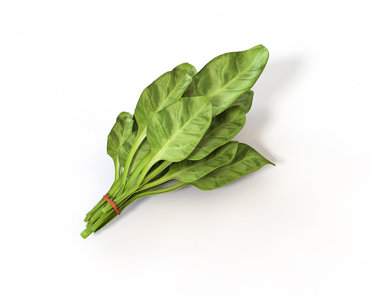 Spinach 3d model by TurboCG | 3DOcean