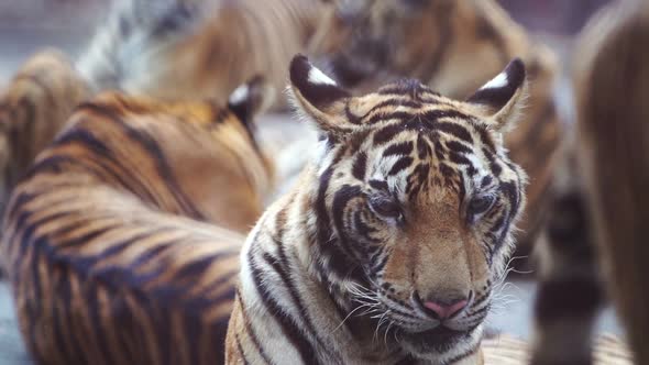 slow motion of bengal tiger, Stock Footage | VideoHive