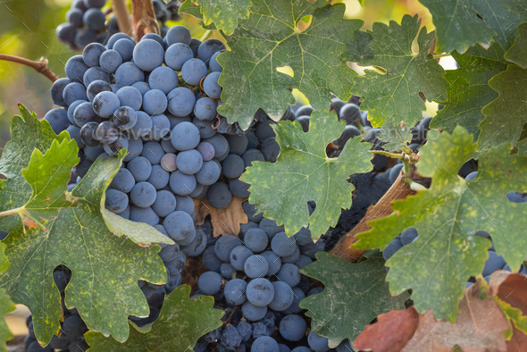Beautiful Lush Wine Grape Bushels In The Vineyard Stock Photo by Andy ...